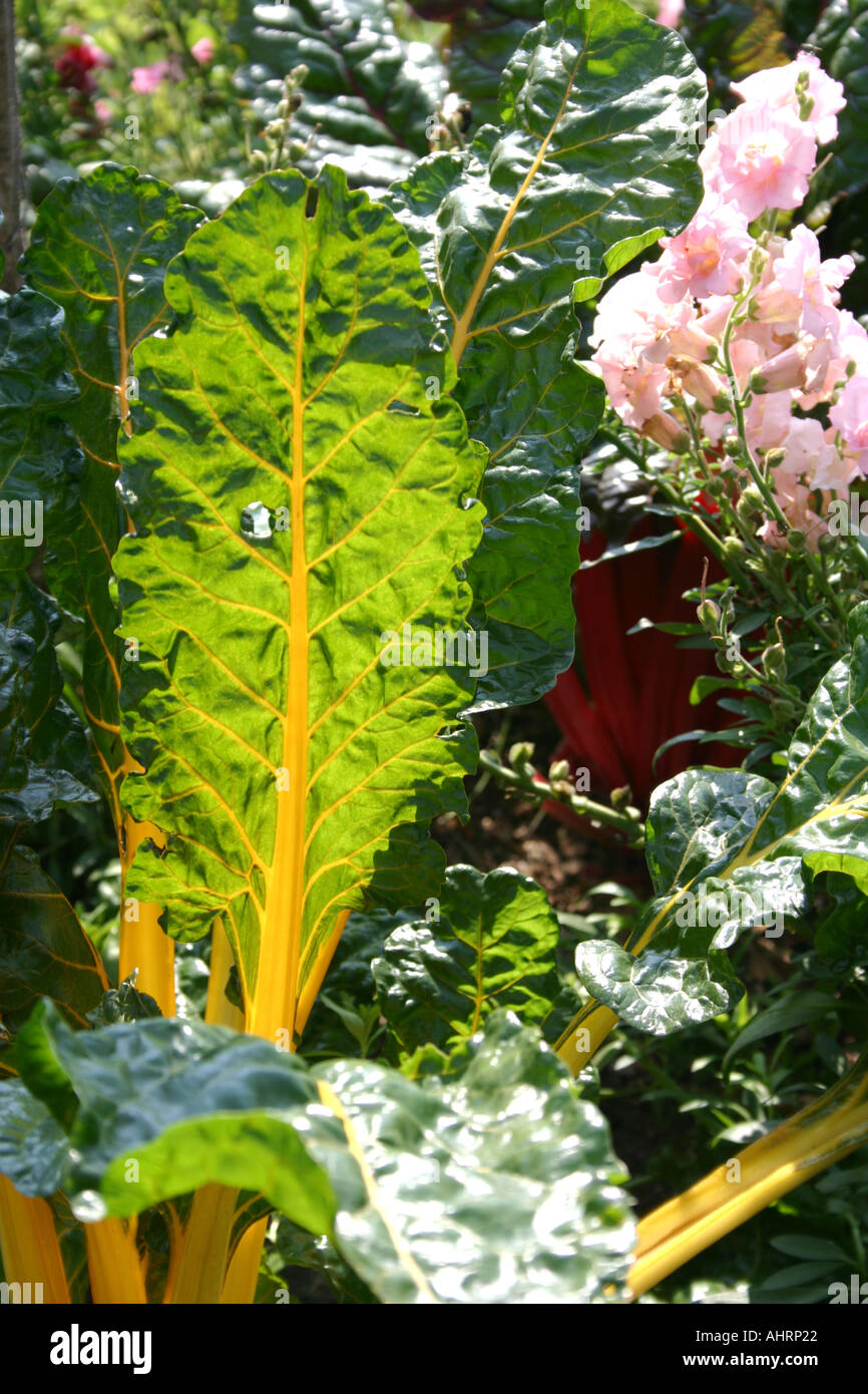 Green Mangold plant Beta vulgaris Ringo cicla Stock Photo - Alamy