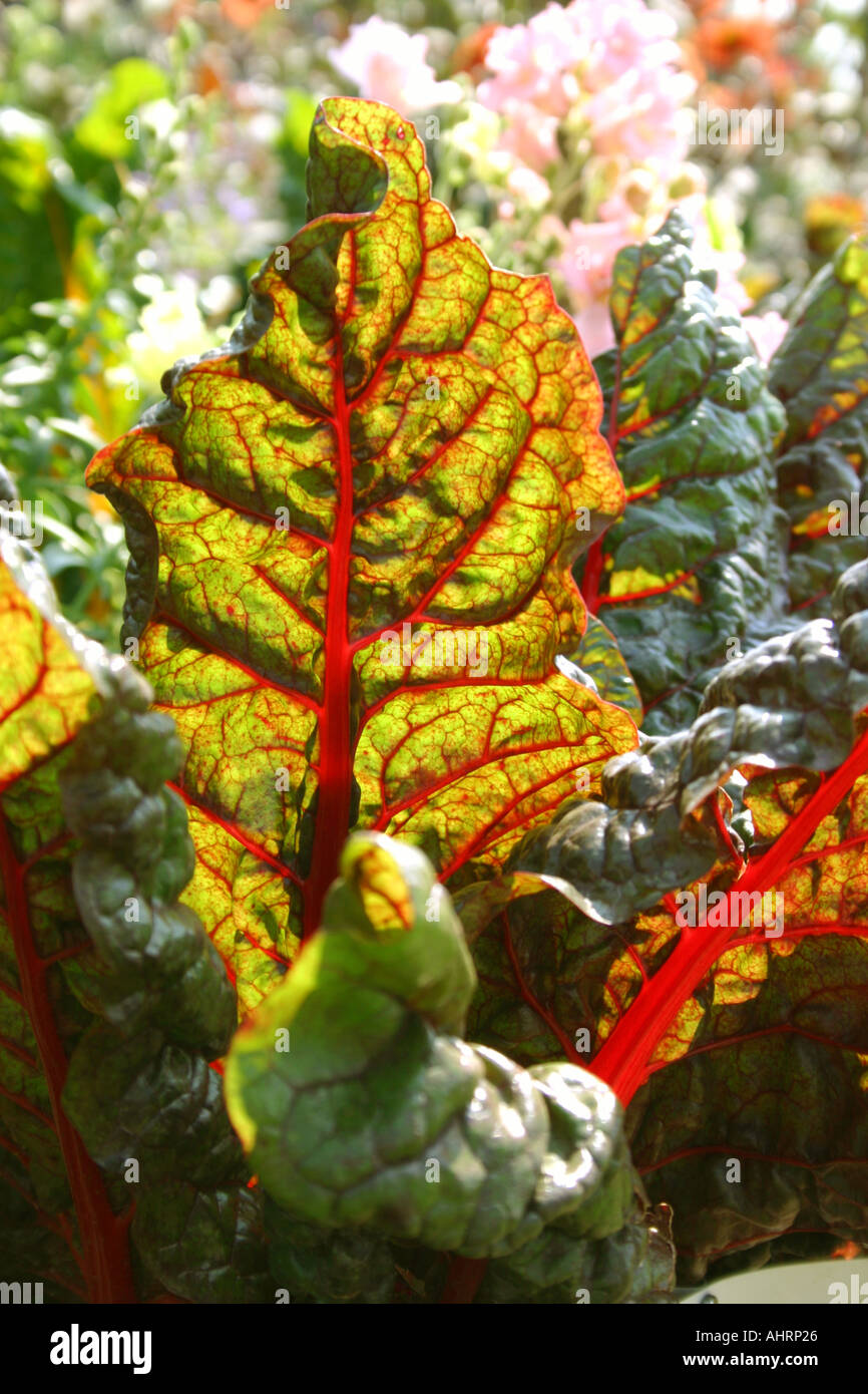 Red Mangold plant Beta vulgaris Ringo var cicla Stock Photo - Alamy