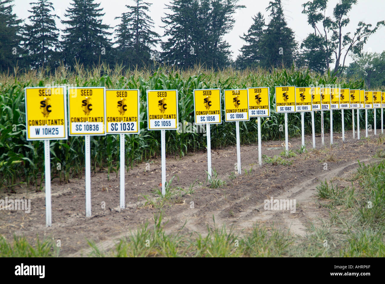 Ohio corn testing fields using various variety of hybrid corn seed near ...
