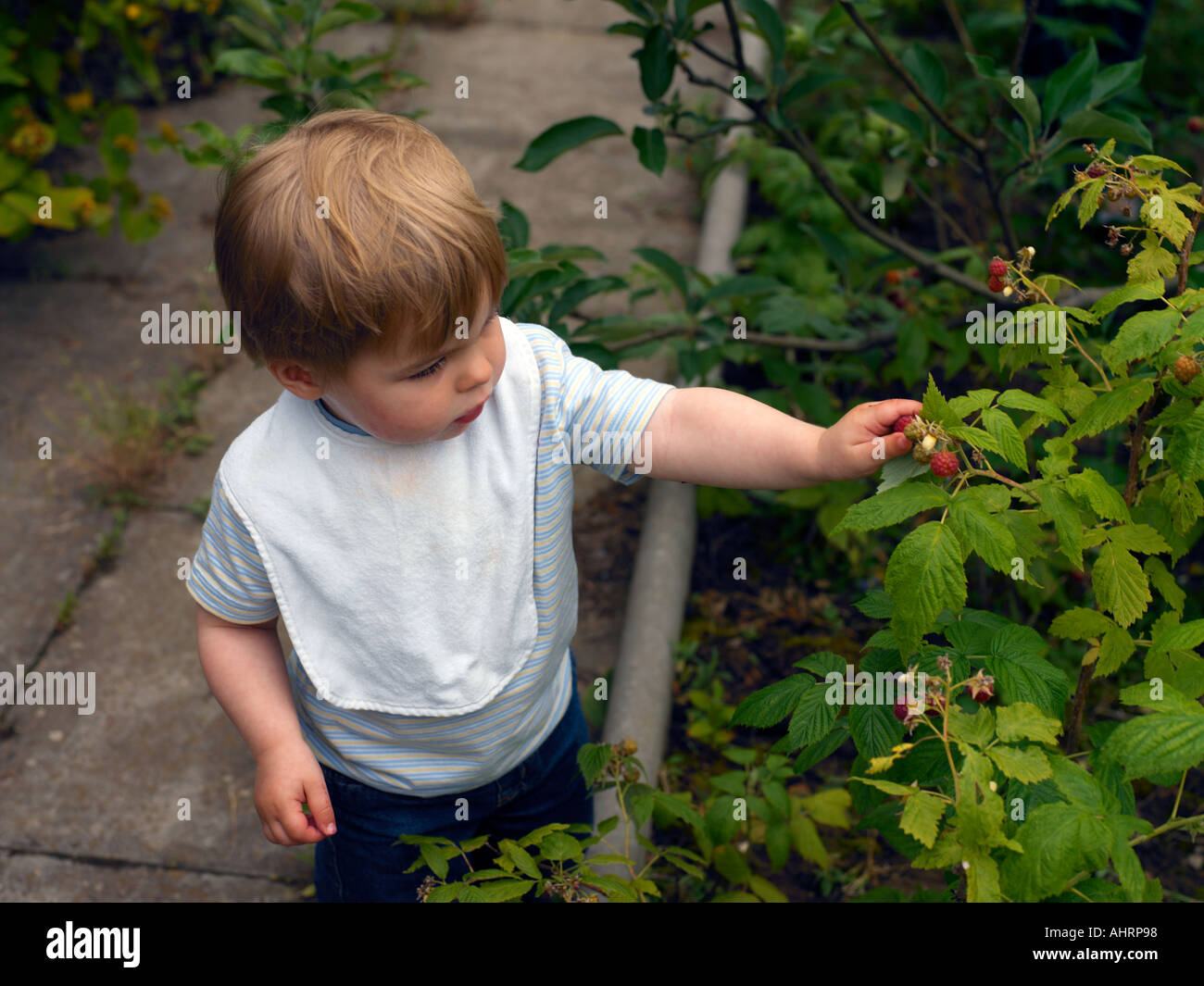 18 month old boy hi-res stock photography and images - Alamy