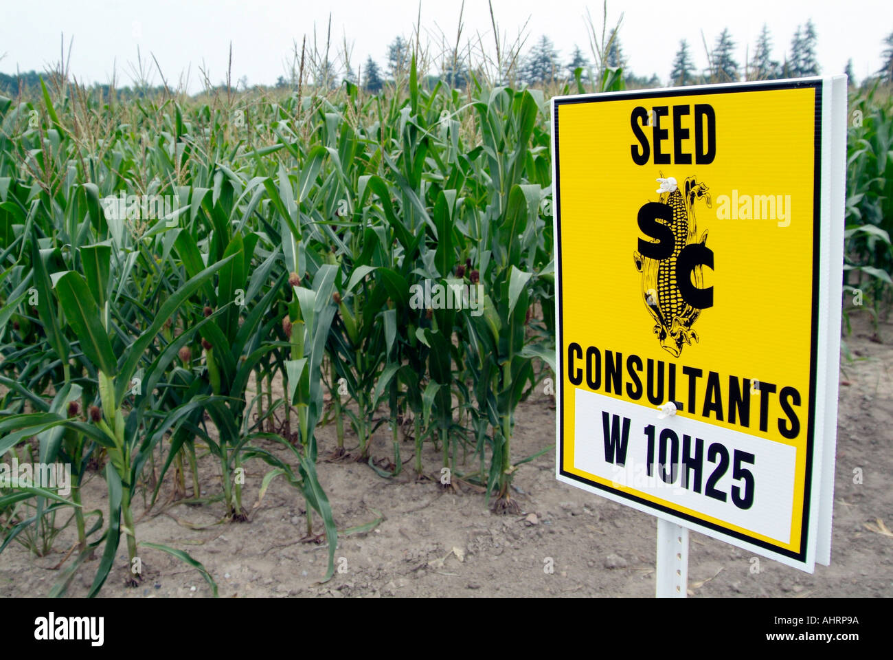 Ohio corn testing fields using various variety of hybrid corn seed near ...