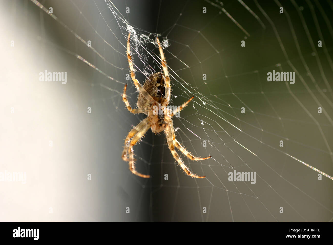 Spider side view hi-res stock photography and images - Alamy