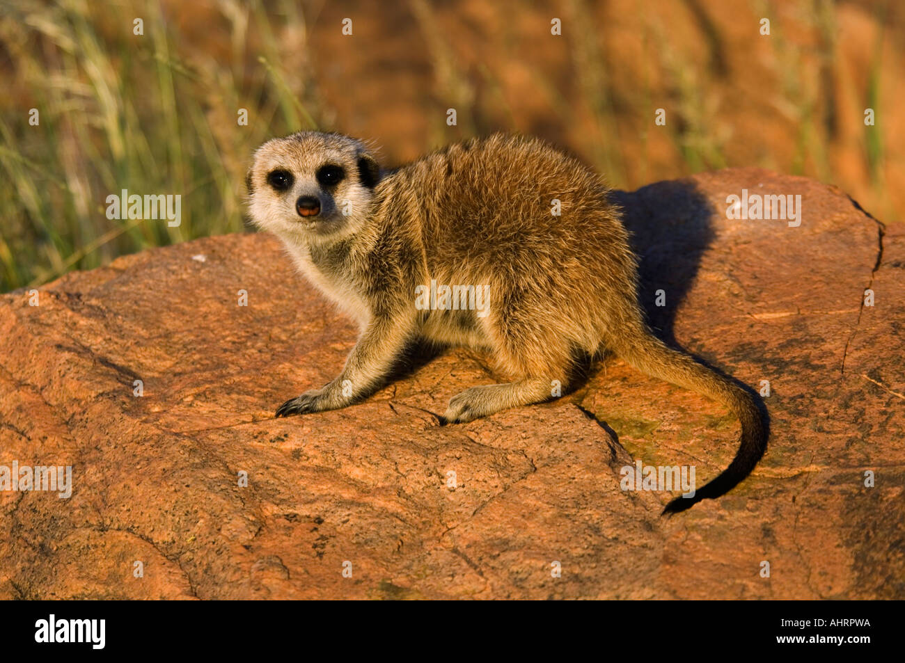 Suricate, Suricata suricatta, Namib desert, Namibia Stock Photo - Alamy