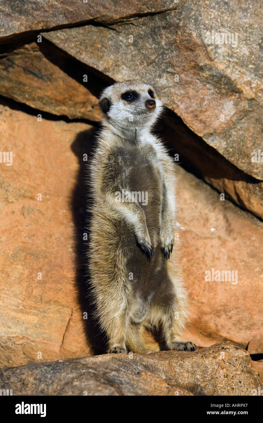 Suricate, Suricata suricatta, Namib desert, Namibia Stock Photo - Alamy
