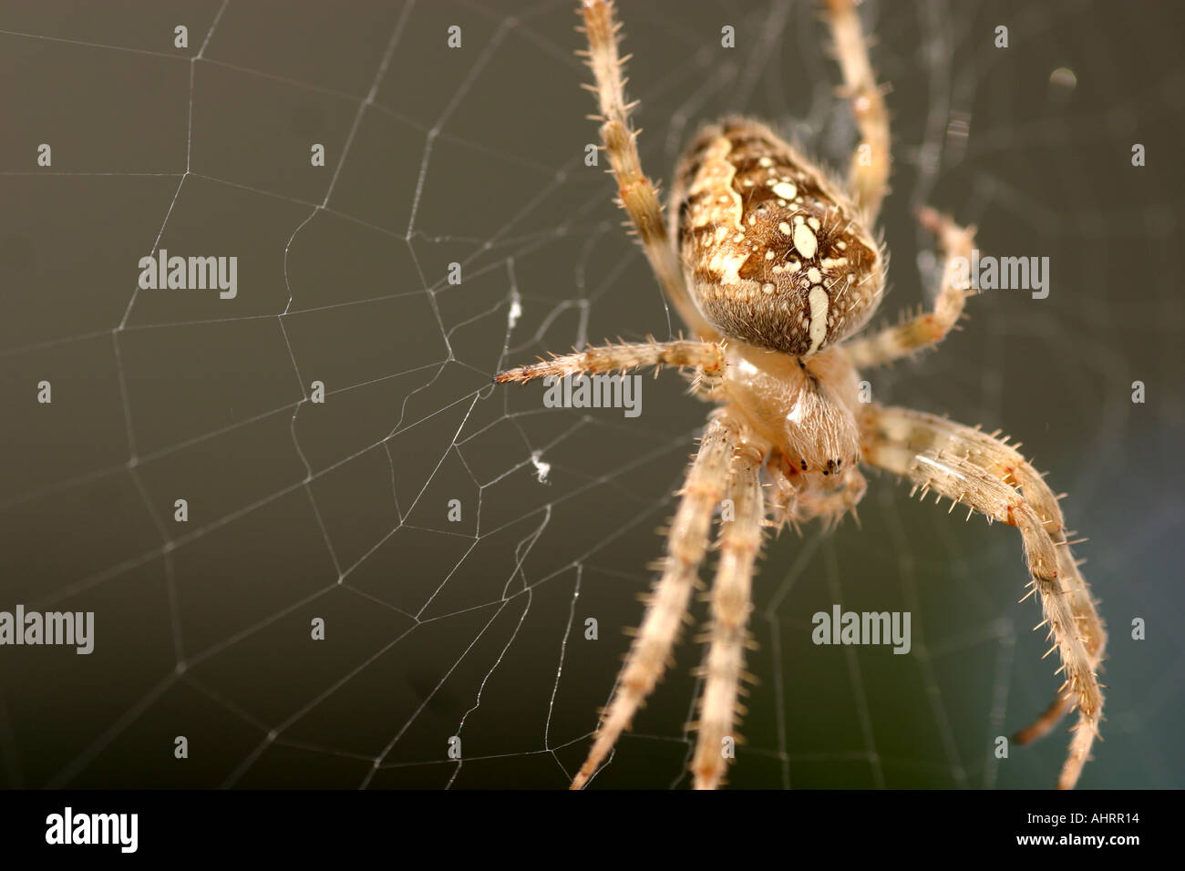Hairy spiders of the world hi-res stock photography and images - Alamy