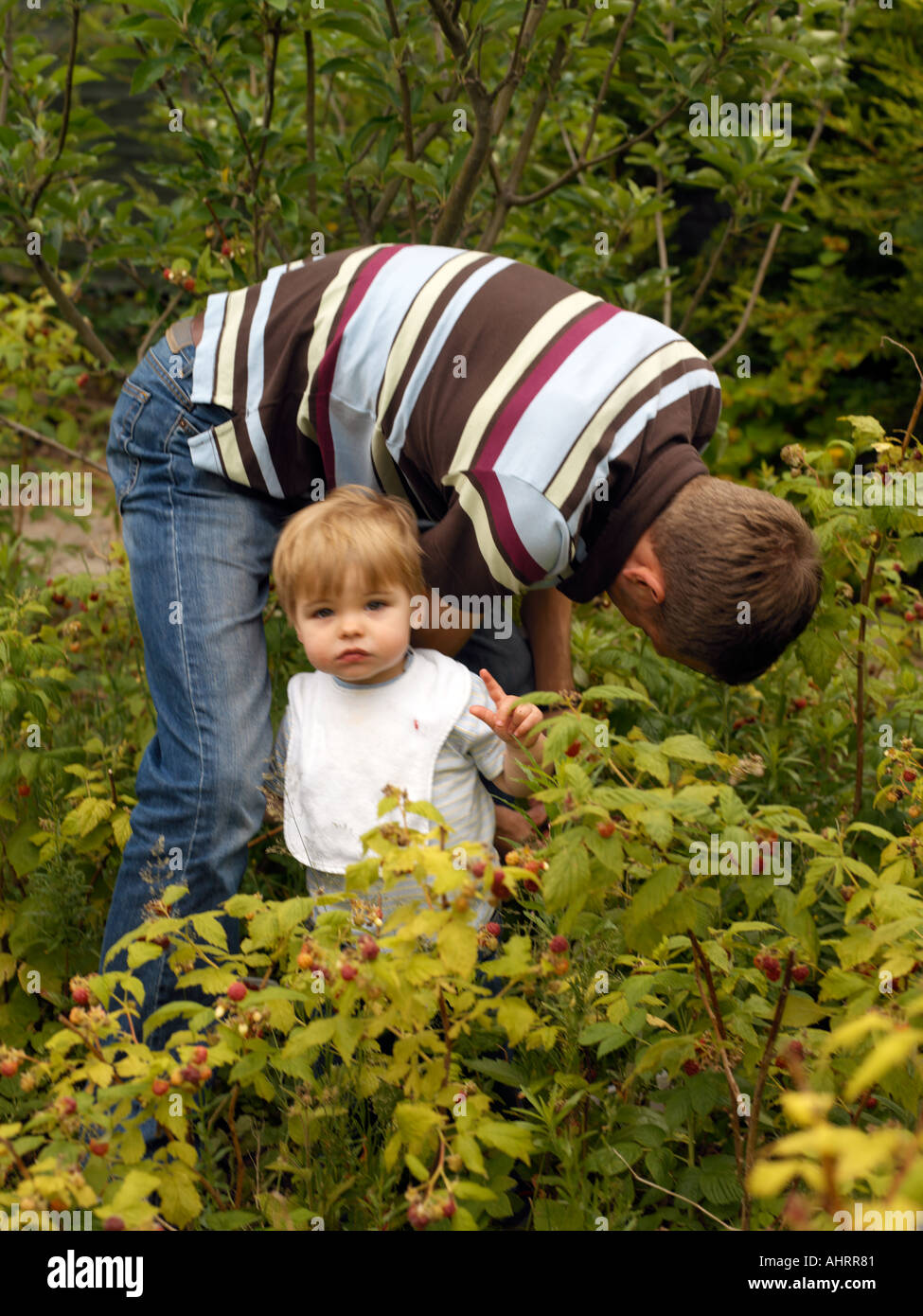 Father with 18 Month Old Son Collecting Raspberries Stock Photo - Alamy