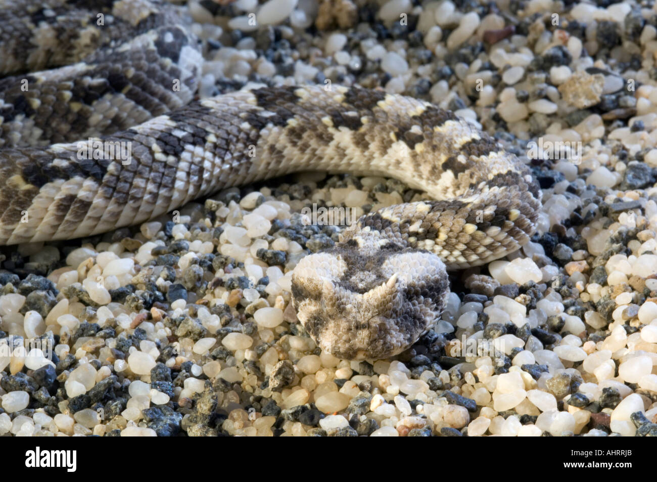 Horned adder, Bitis caudalis, Namib desert, Namibia Stock Photo - Alamy