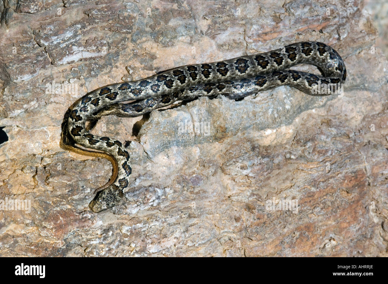 Rock snake hi-res stock photography and images - Alamy