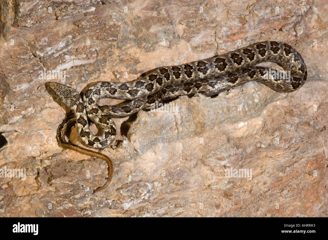 Bark snake hi-res stock photography and images - Alamy