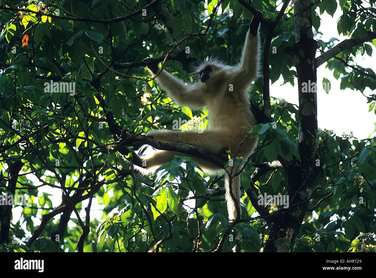 Monkey hanging from tail hi-res stock photography and images - Alamy