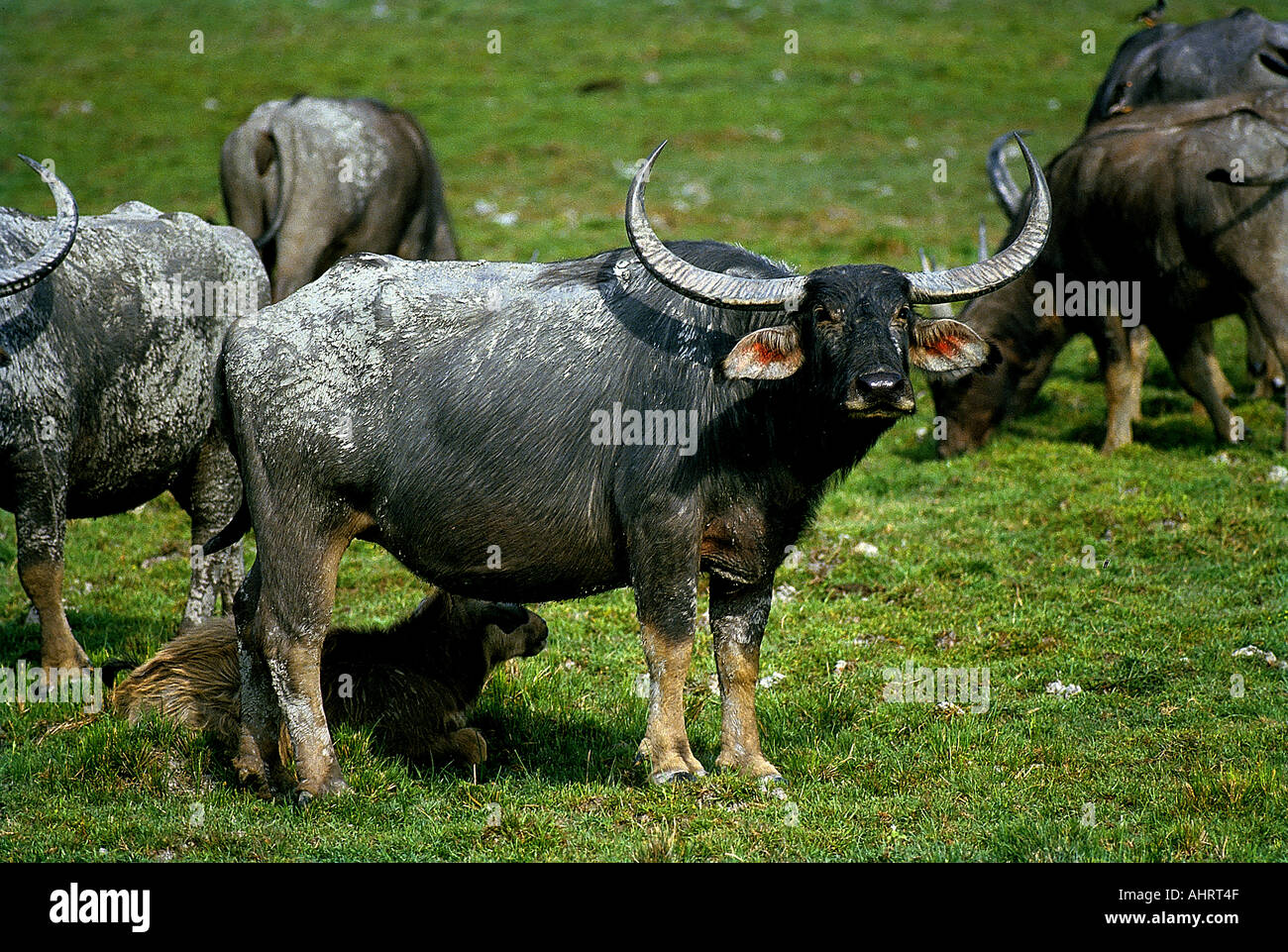 SNA72015 Wild Buffalo Bulabus bubalis Kaziranga wildlife sanctuary ...