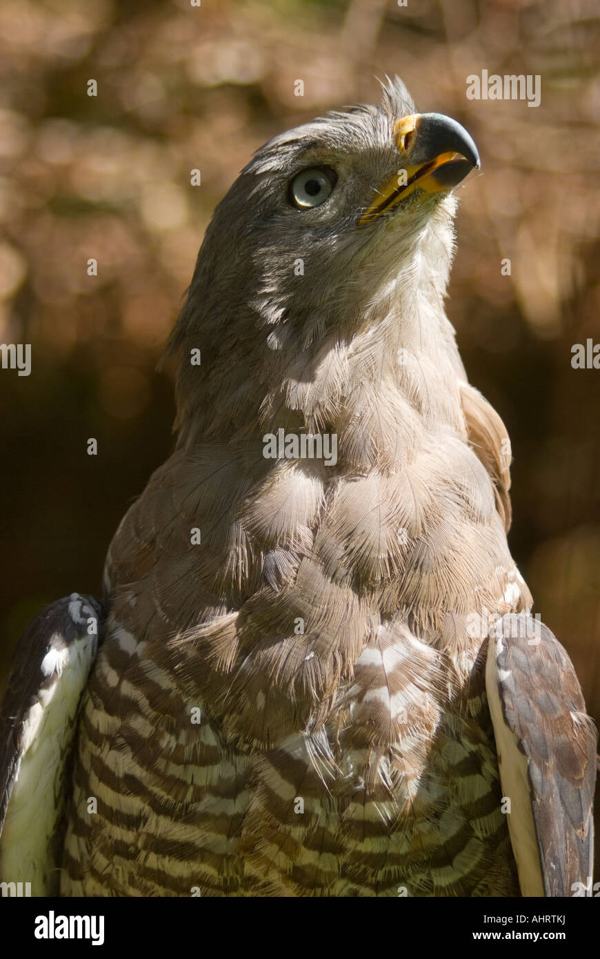 Southern Banded Snake Eagle