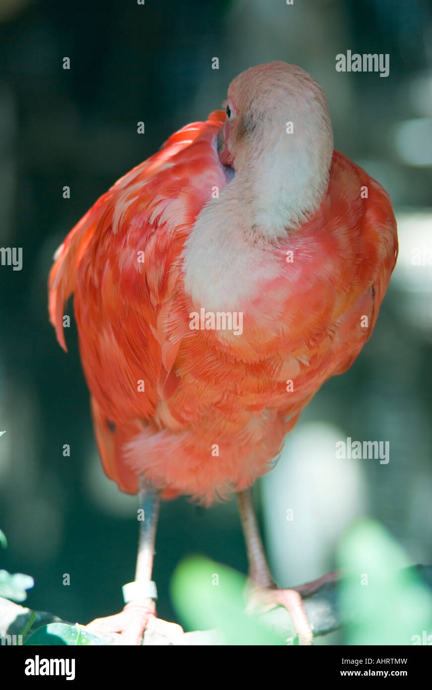 Scarlet ibis (Eudocimus ruber) sleeping Stock Photo - Alamy
