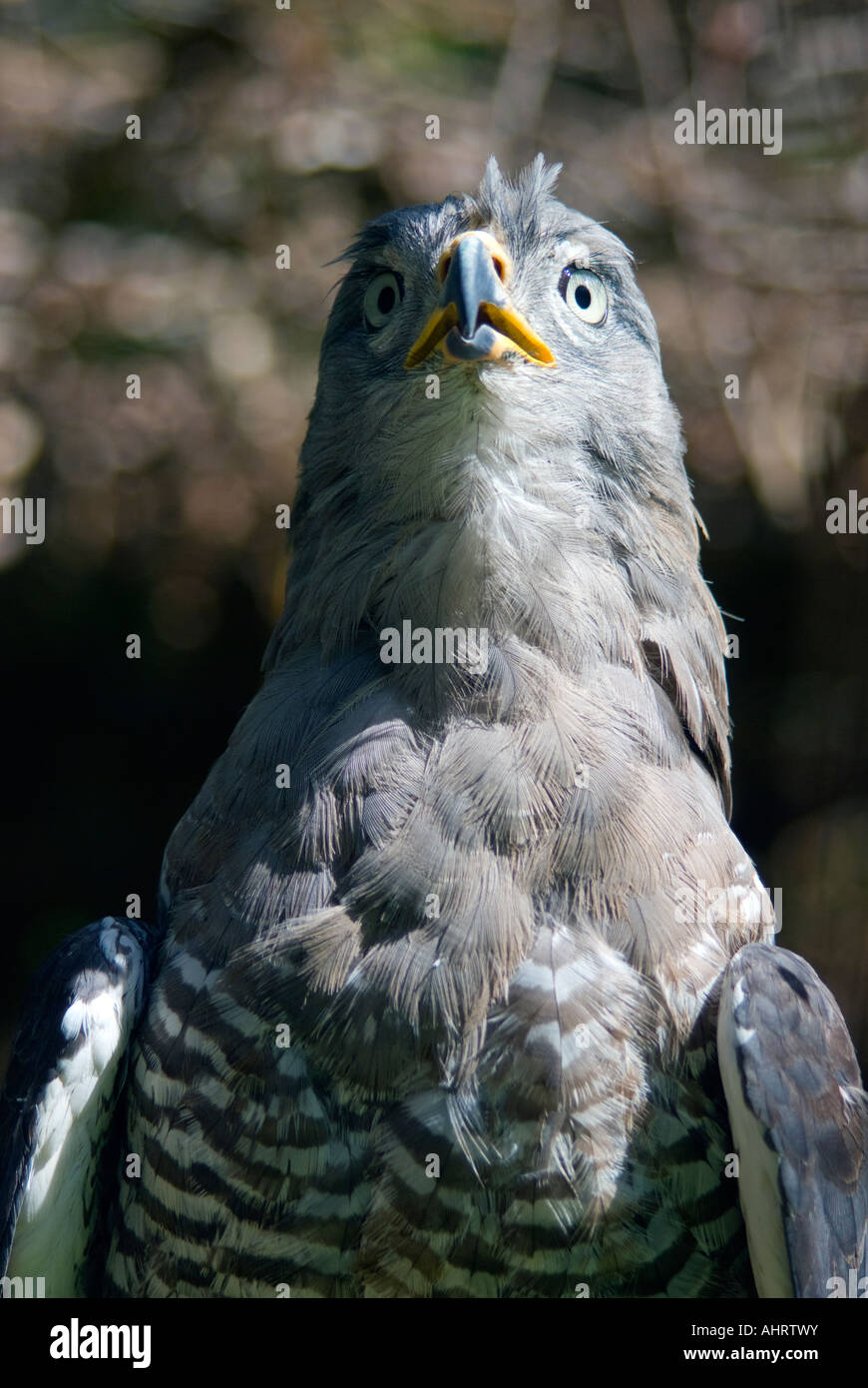 Southern Banded Snake Eagle (Circaetus fasciolatus Stock Photo - Alamy