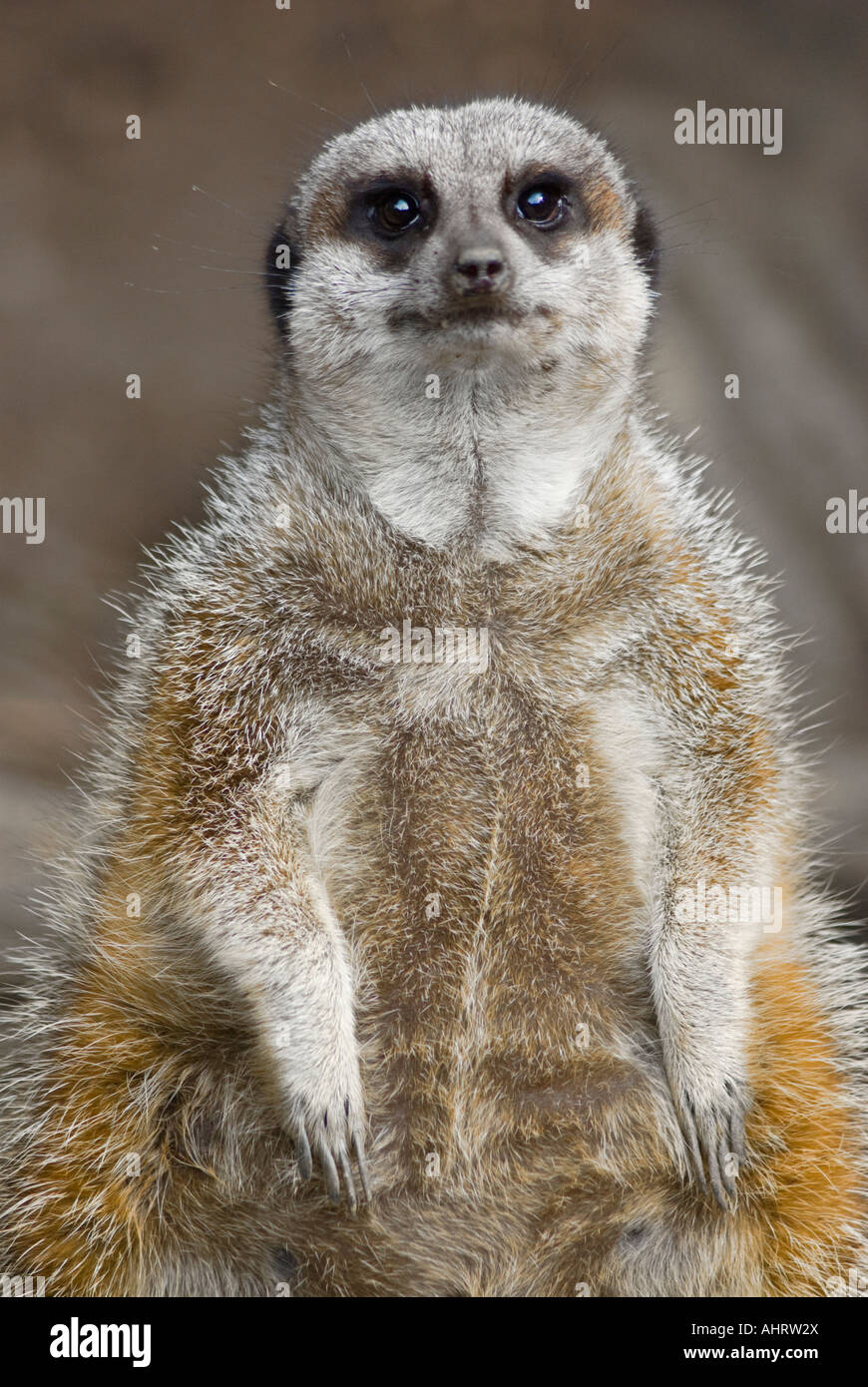 Suricate meerkat in standing hi-res stock photography and images - Alamy