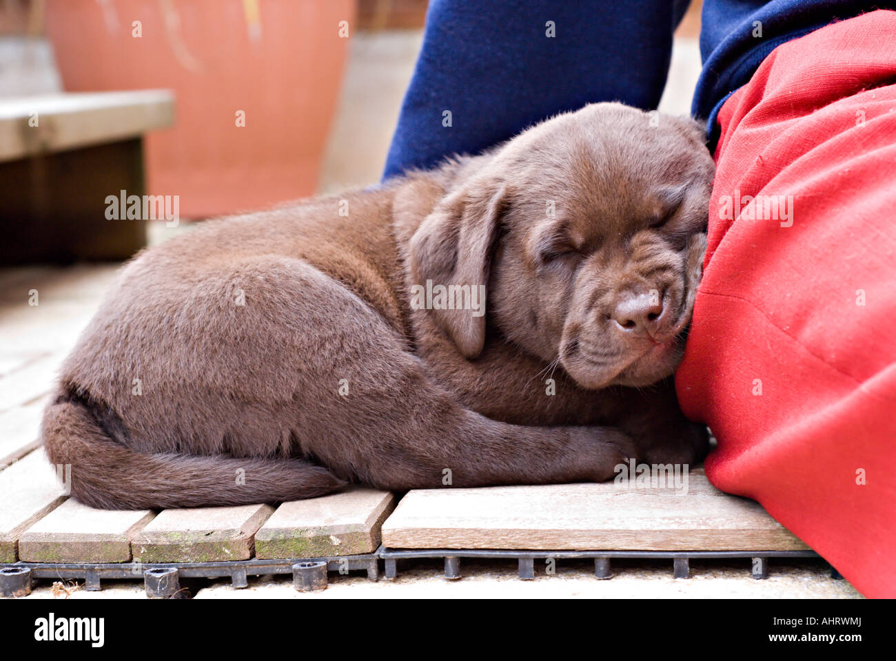Labrador puppy laying down Stock Photo - Alamy