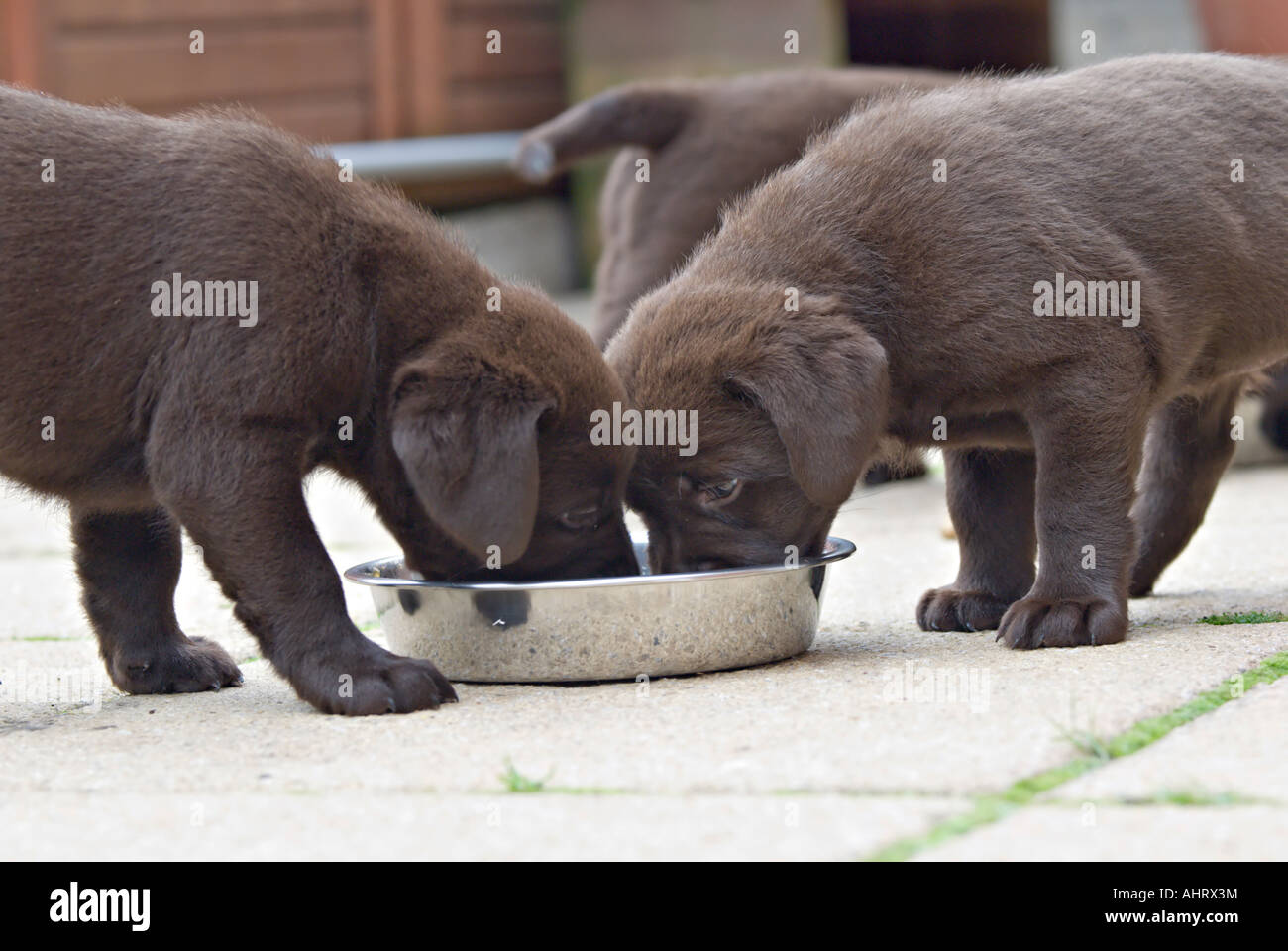 Labrador puppies feeding Stock Photo - Alamy