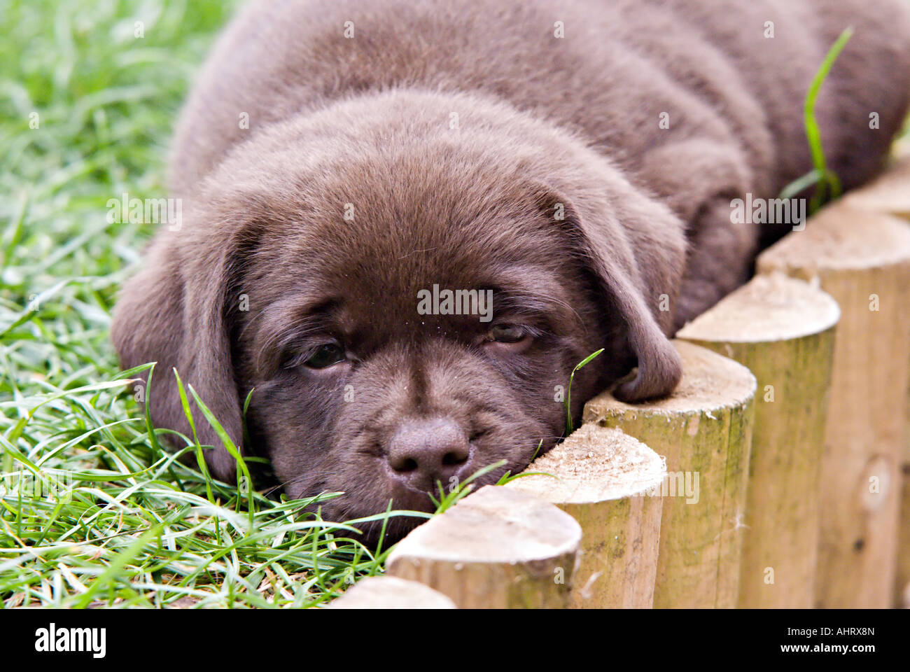 Labrador puppy laying down Stock Photo - Alamy