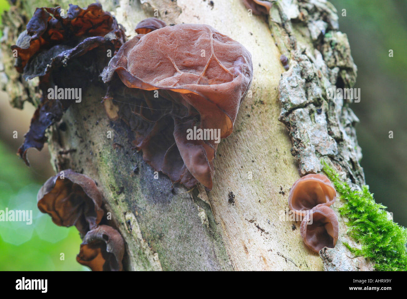 Silver tree ear fungus hi-res stock photography and images - Alamy