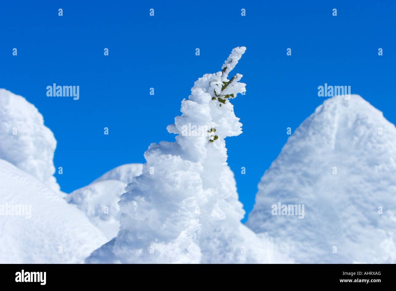 Trees completely covered in snow against blue sky Stock Photo - Alamy