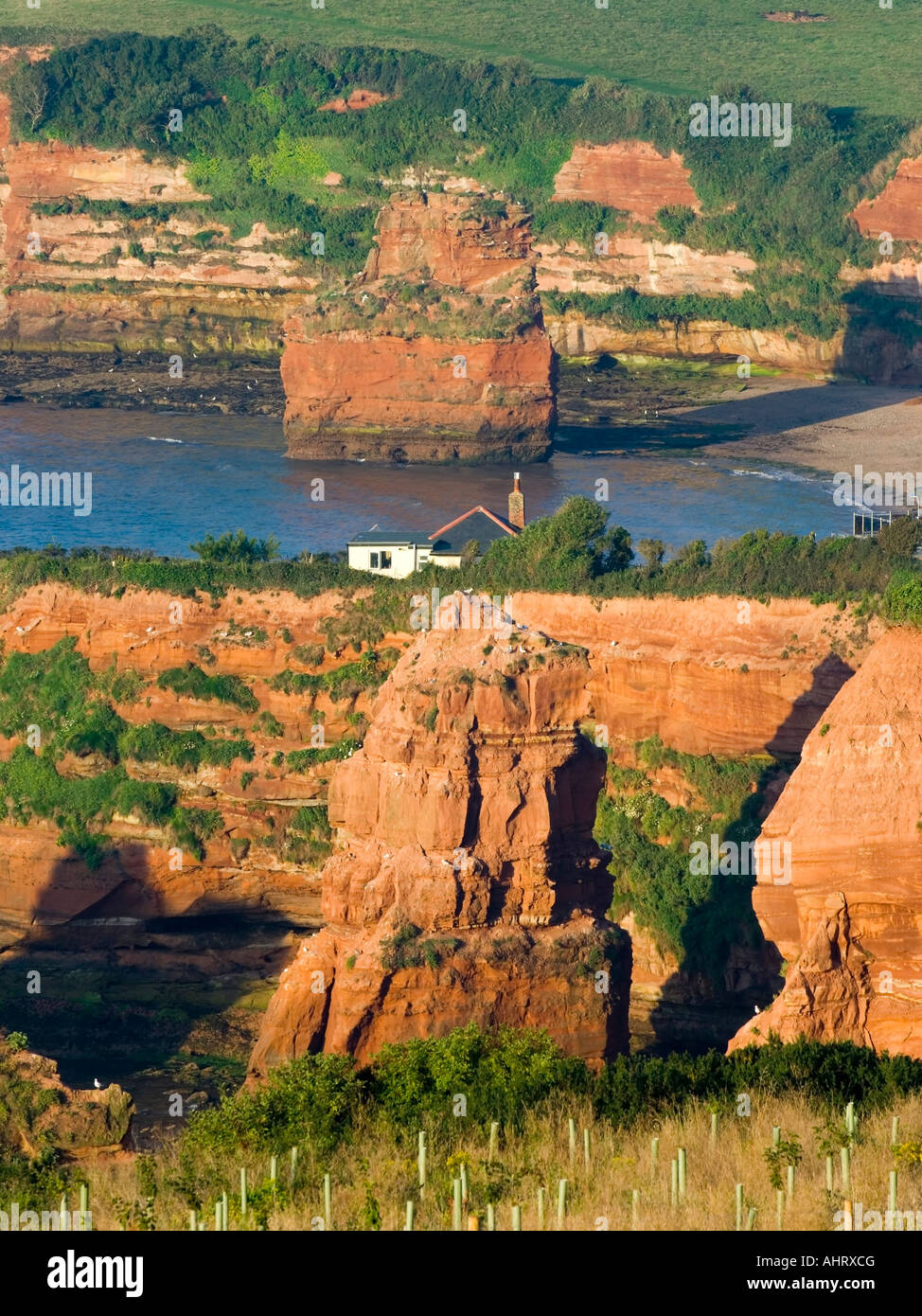 UK England Devon red cliffs of Ladram Bay Stock Photo - Alamy