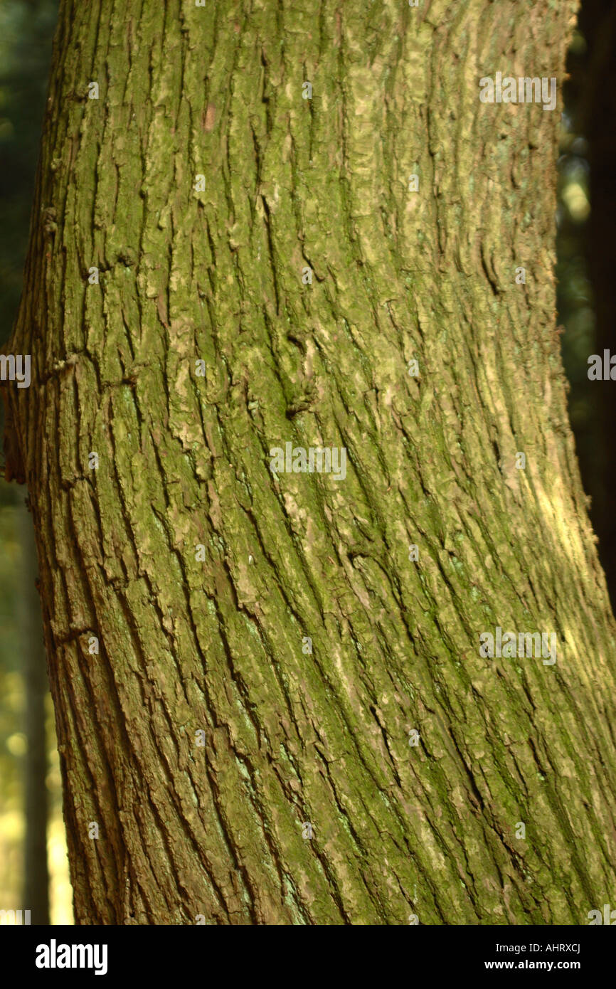 Castanea sativa sweet chestnut tree trunk Stock Photo - Alamy