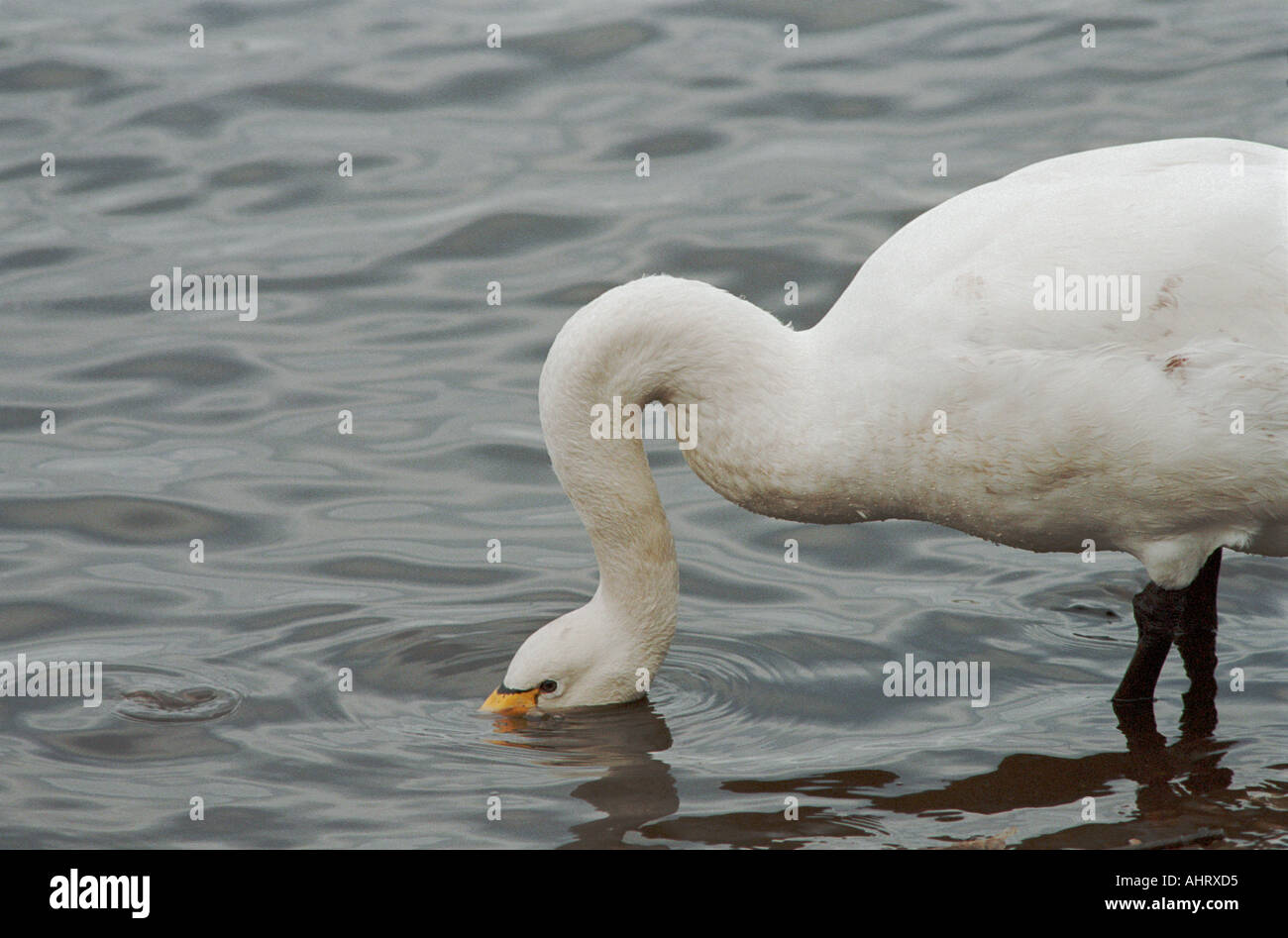 Swan feeding hi-res stock photography and images - Alamy