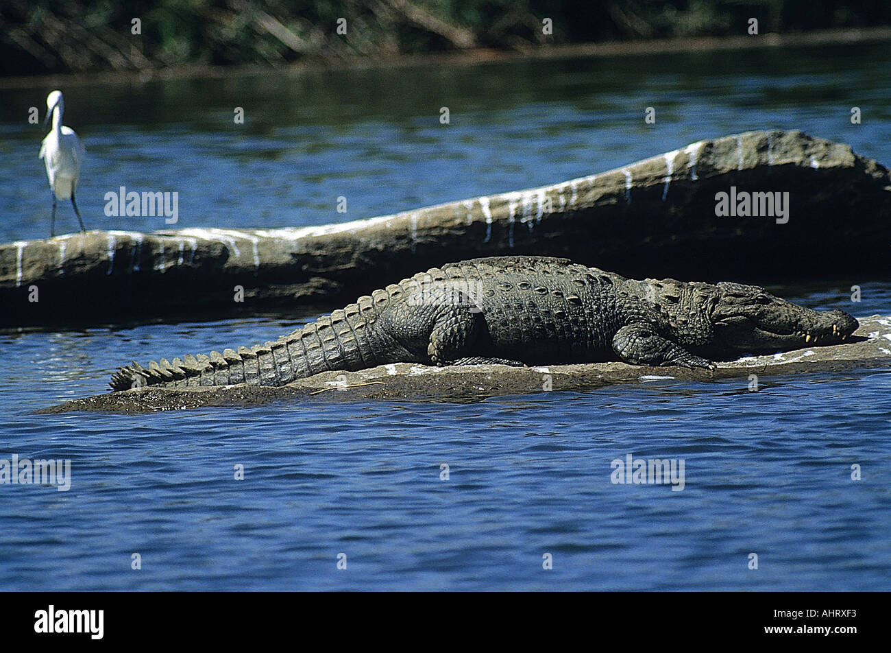 SNA72007 Mugger or Crocodile Crocodile porosus Ranganthitoo Bird ...