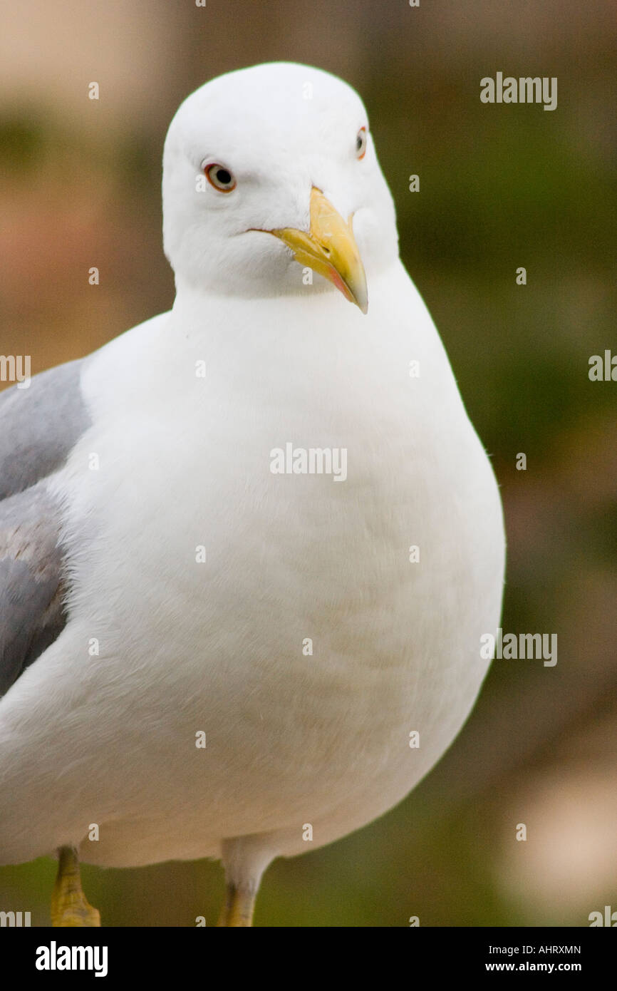 Seagull looking into the lens, Varna, Bulgaria, Black Sea Stock Photo ...