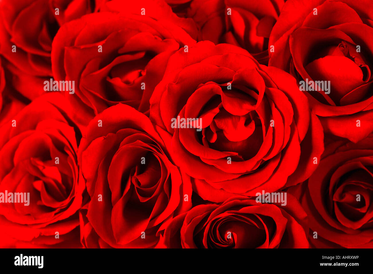 Close up of red roses Stock Photo - Alamy