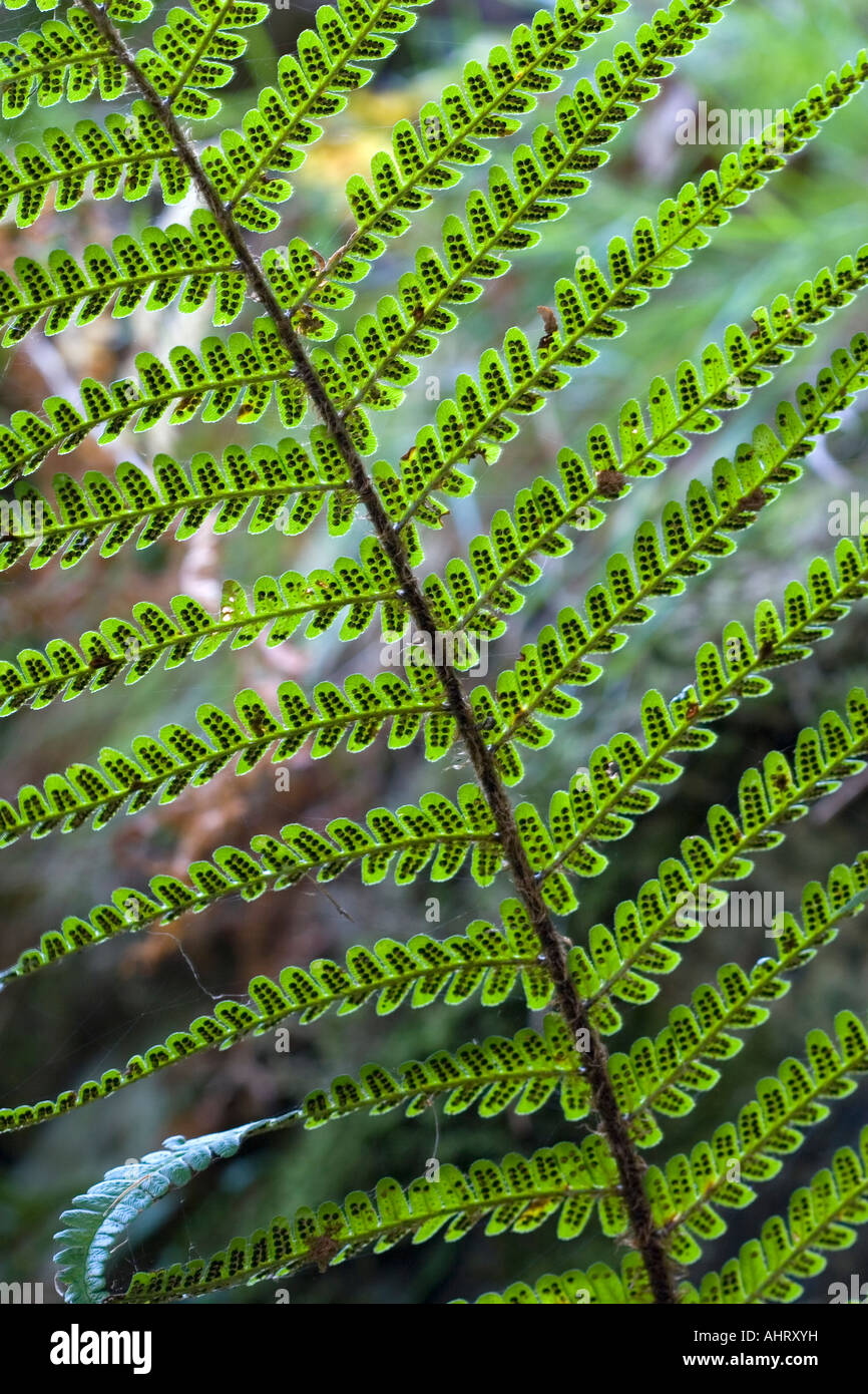 Kidney fern hi-res stock photography and images - Alamy