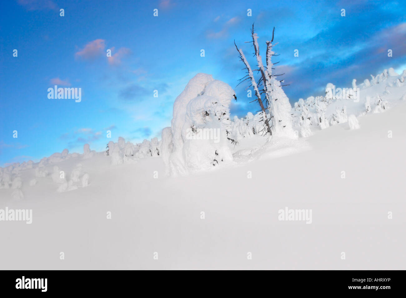 Snowy landscape with tree stumps covered in snow Stock Photo - Alamy