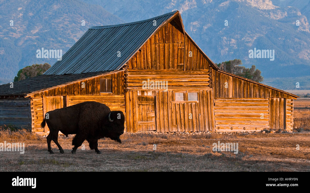 Bison and Barn Stock Photo - Alamy