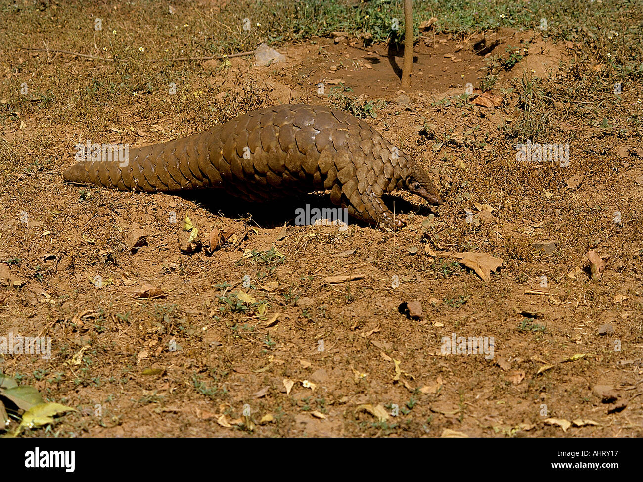 World pangolin hi-res stock photography and images - Alamy