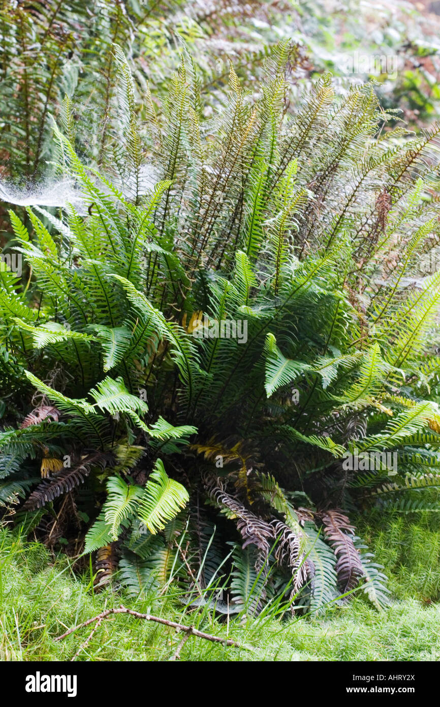 Hard fern Blechnum spicant showing flat sterile fronds and erect ...