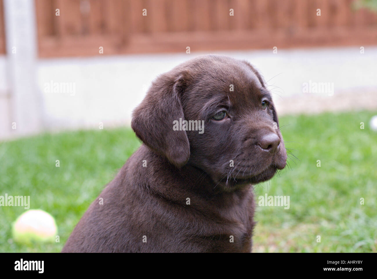 Dog profile picture hi-res stock photography and images - Alamy