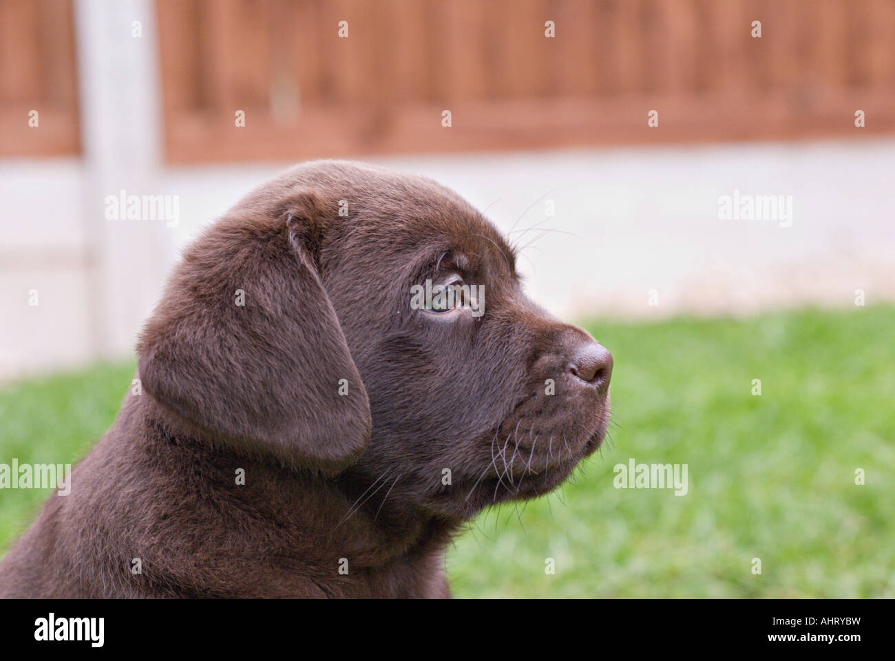 Close up picture of Labrador puppy Stock Photo - Alamy