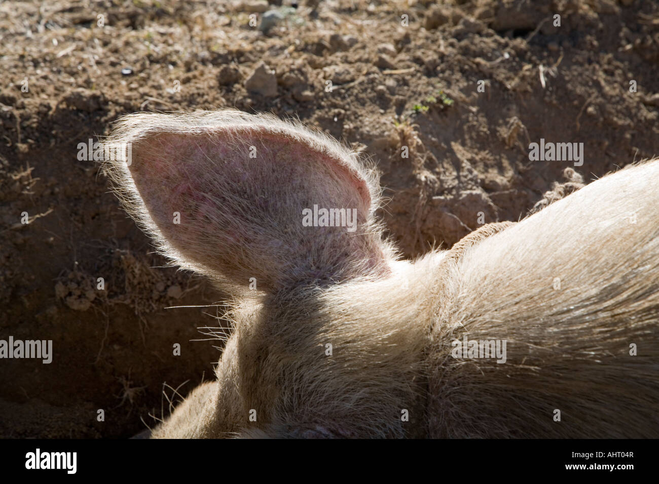 Pig s ear hi-res stock photography and images - Alamy