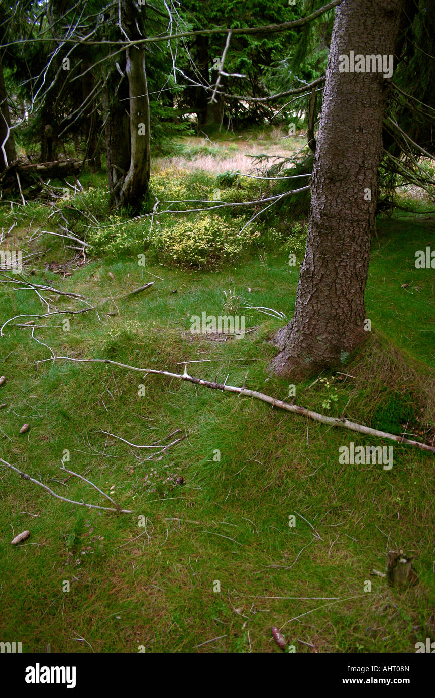 Close-up view of forest floor with moss, grass, tree trunks, and ...