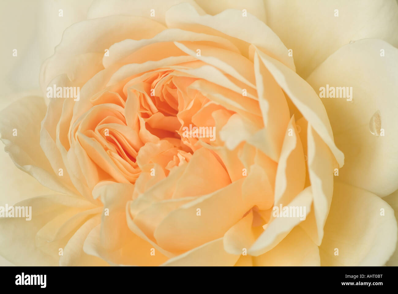 Rose 'Crocus Rose' A soft apricot, paling to cream double bloom shrub ...