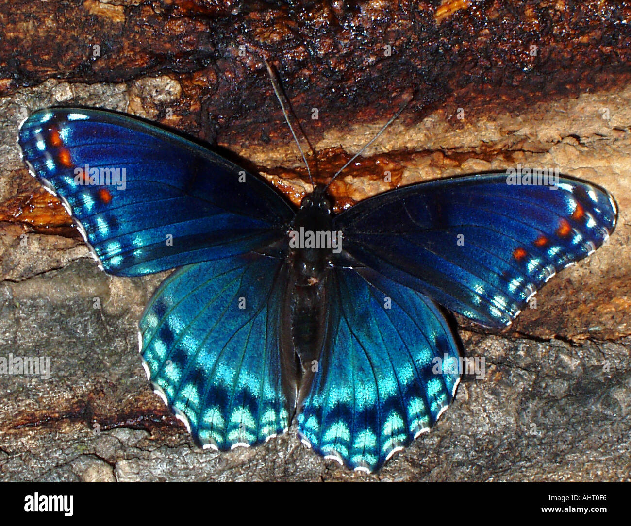 Butterfly mcqueen hi-res stock photography and images - Alamy