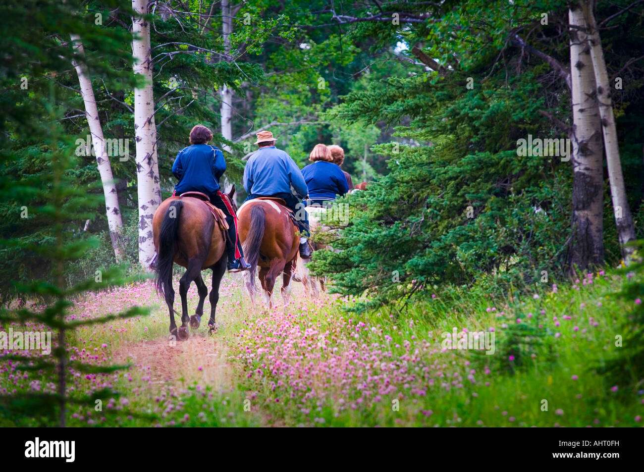 Horse back in the forest hi-res stock photography and images - Alamy
