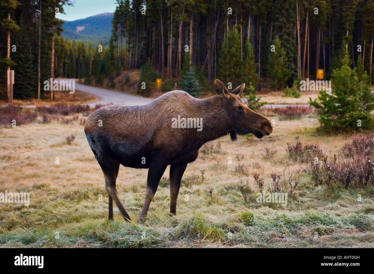 Female cow moose in clearing Stock Photo - Alamy