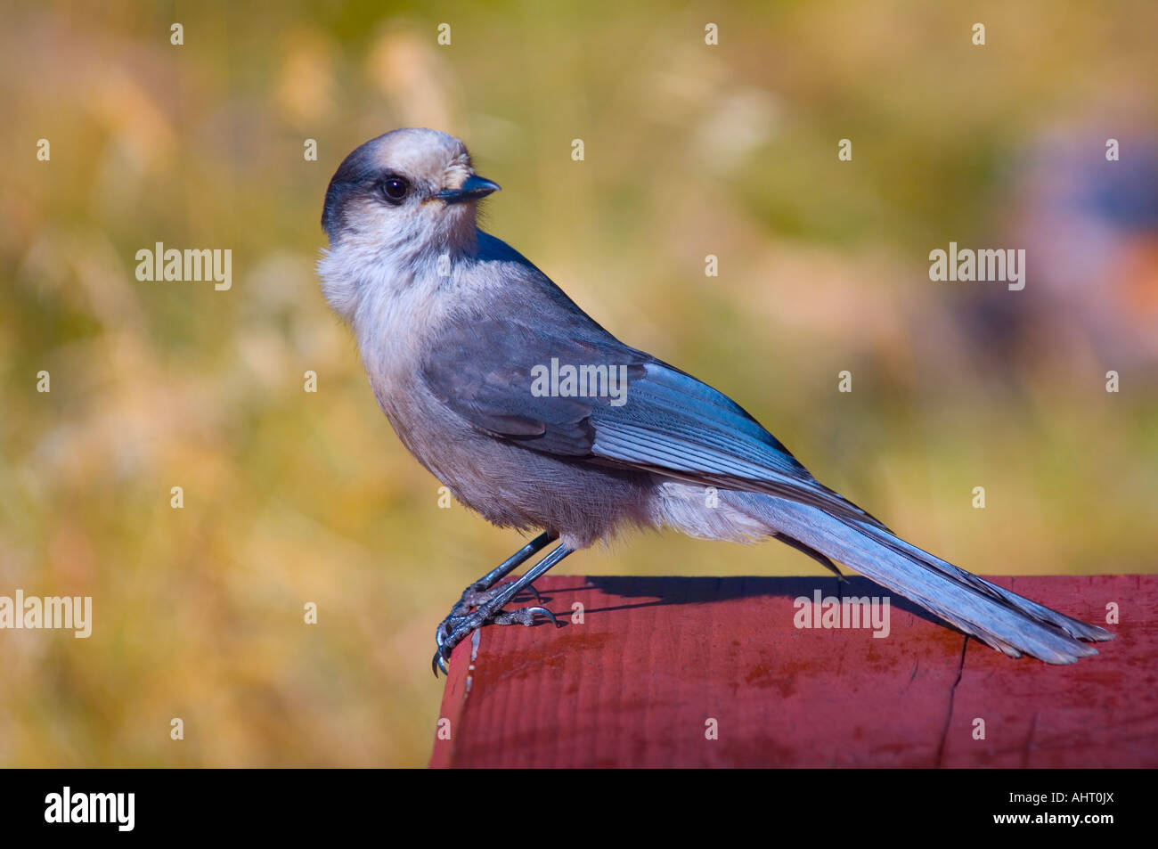 Whiskey jack birds hi-res stock photography and images - Alamy