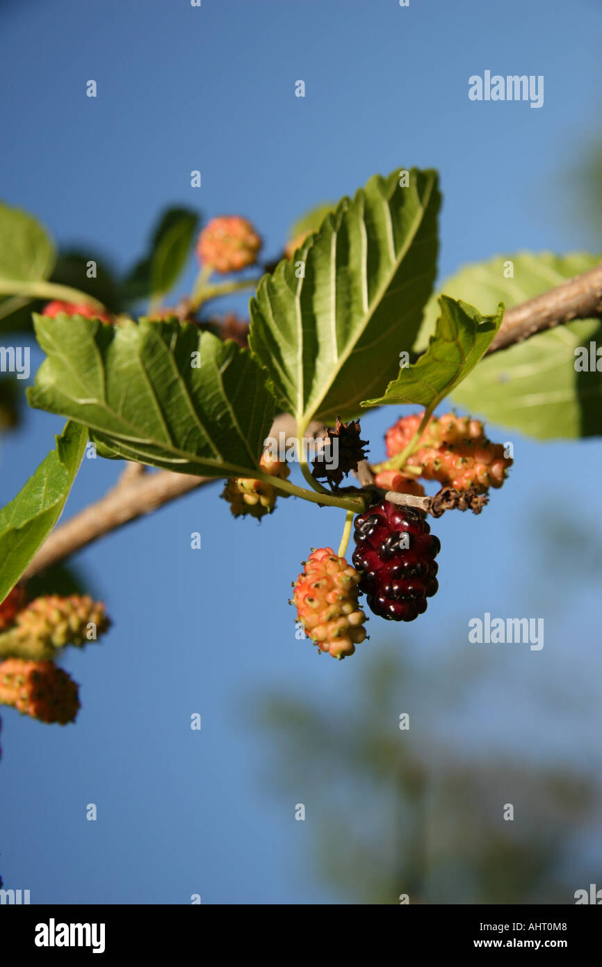 Mulberry (Morus) seeds and leaves Stock Photo - Alamy