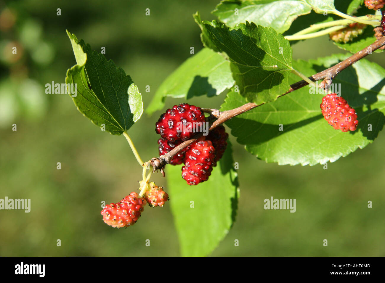 Mulberry morus leaf hi-res stock photography and images - Alamy