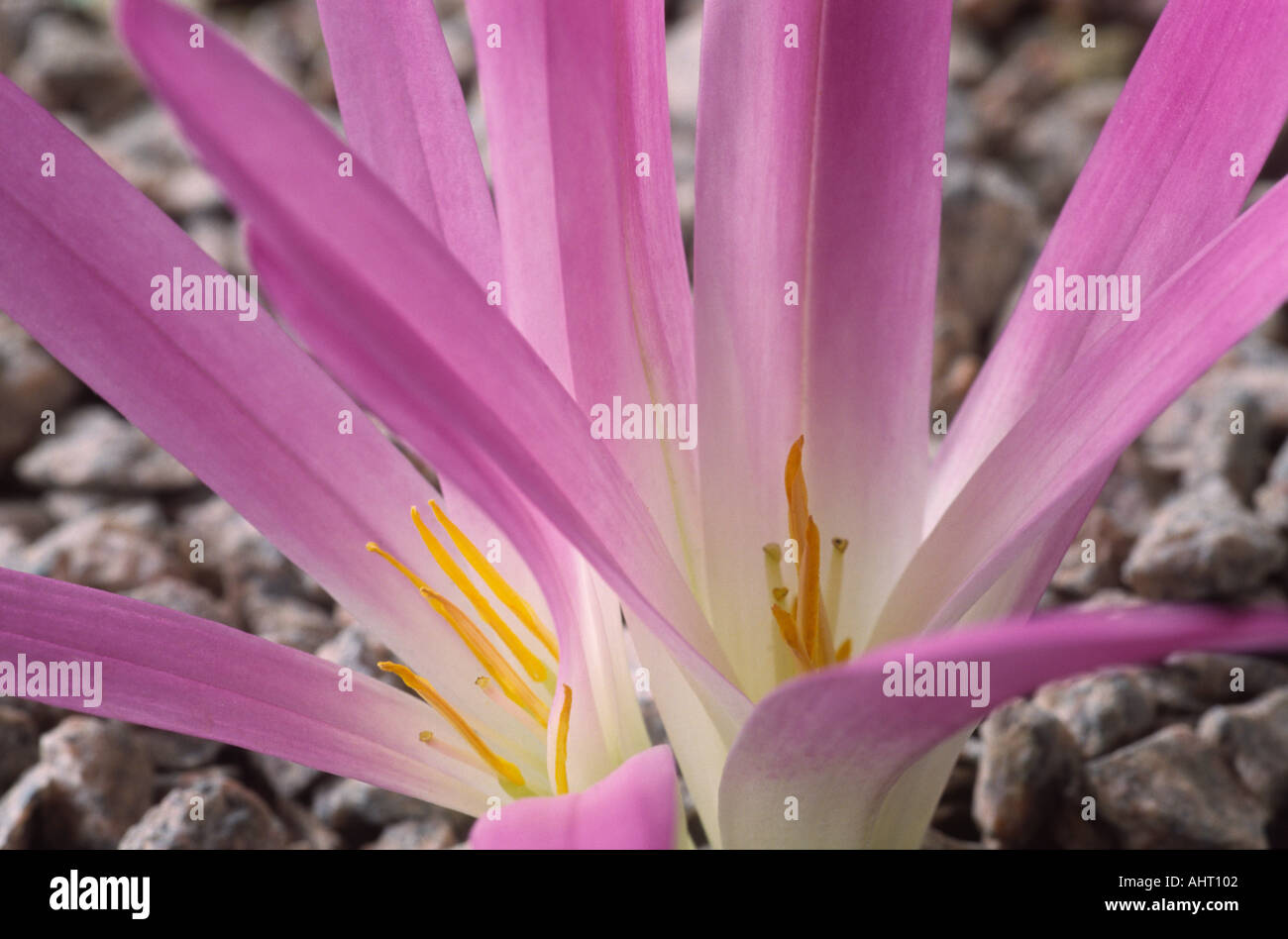 Merendera hi-res stock photography and images - Alamy