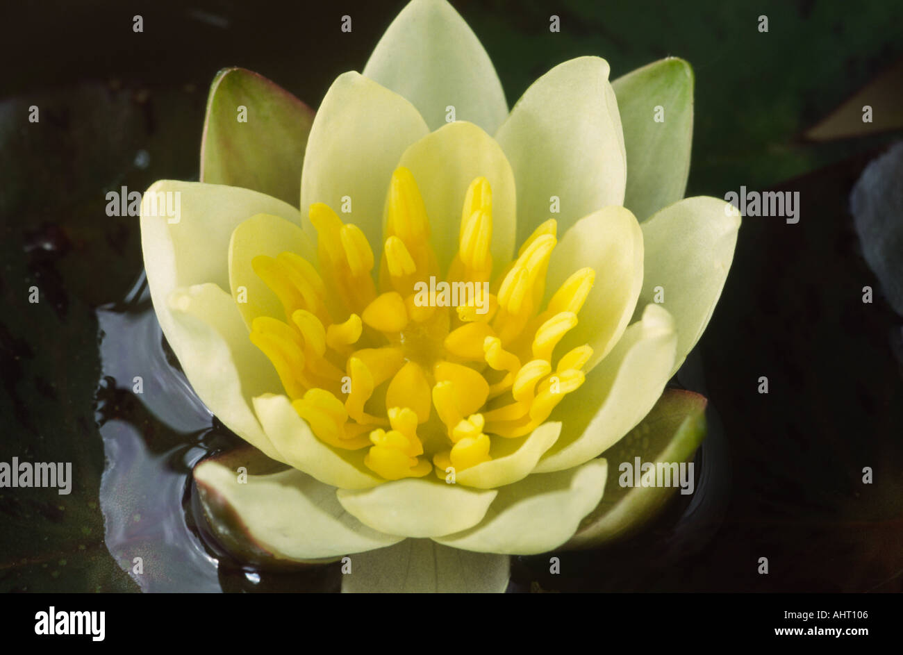 Water lily nymphaeas hi-res stock photography and images - Alamy