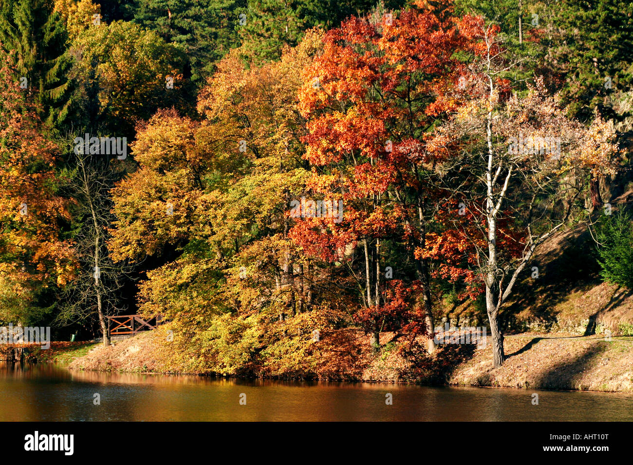Autumn trees with vibrant red and orange leaves reflecting sunlight ...