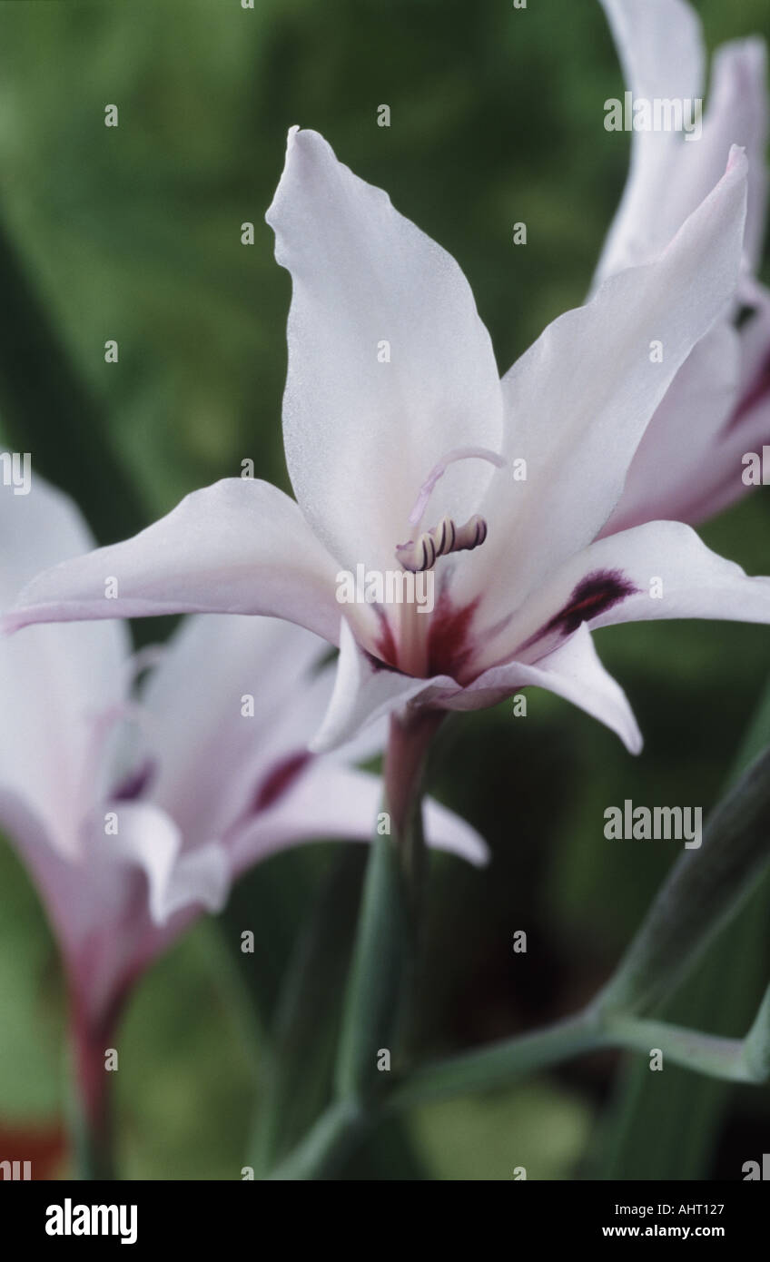 Carneus hi-res stock photography and images - Alamy